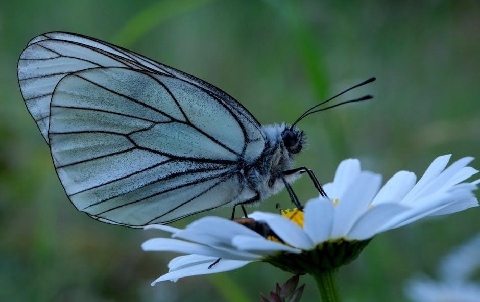 Butterfly Kit Instructions | Easy Guide to Raising Butterflies